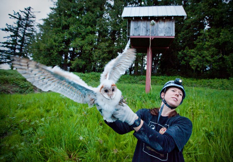 Studying owls in British Columbia