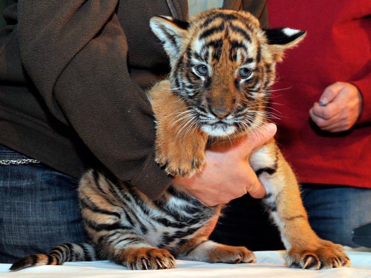 Animal Tracks: Dec. 27 - Jan. 3