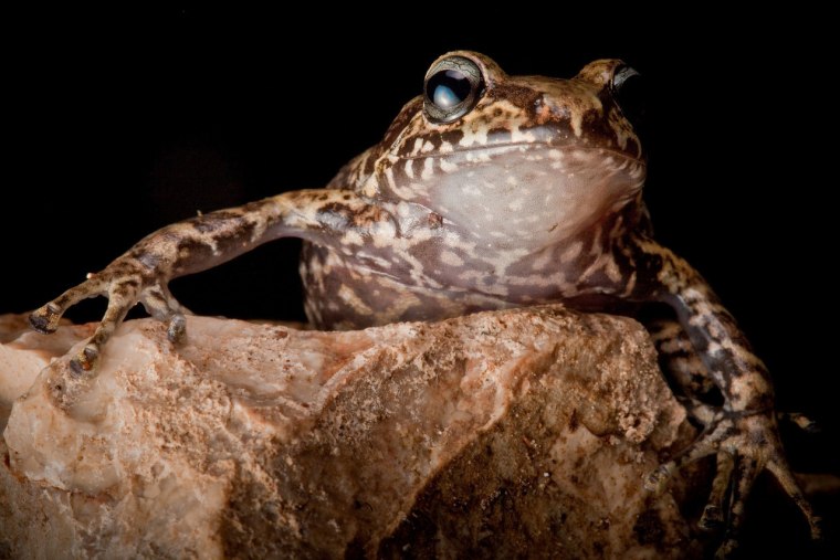 Lost frogs found in Haiti