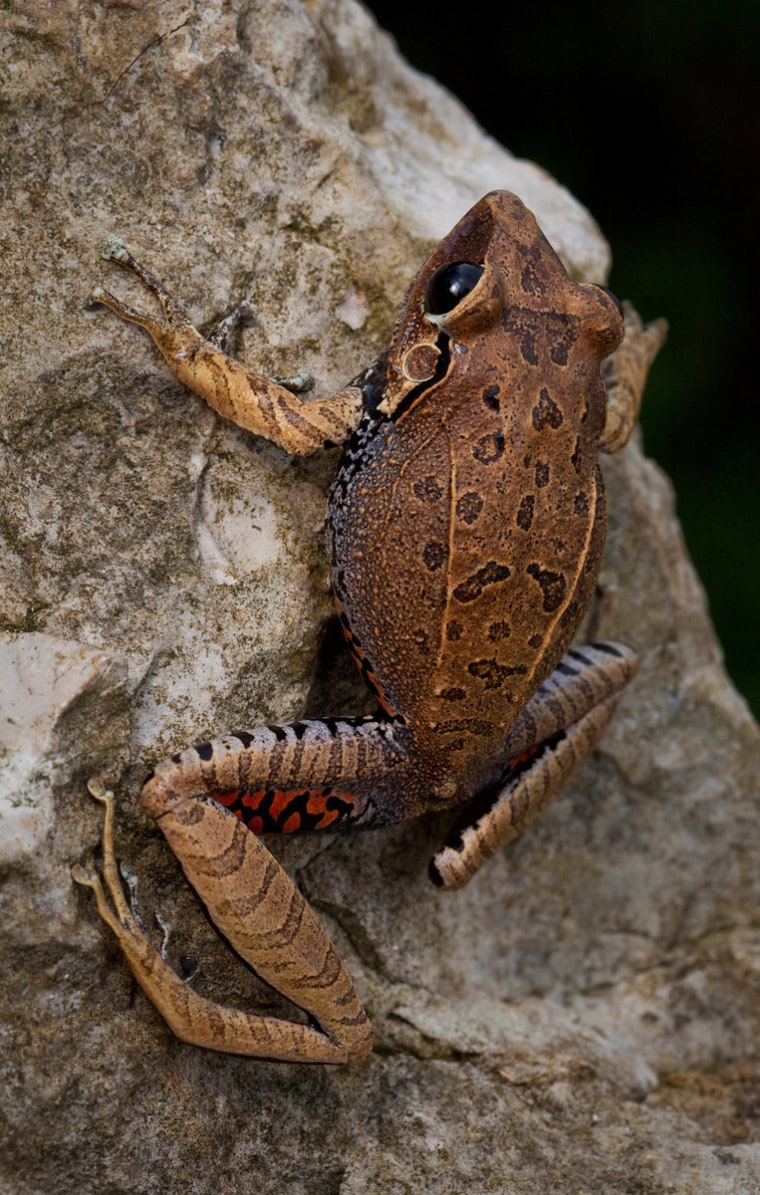 Lost frogs found in Haiti
