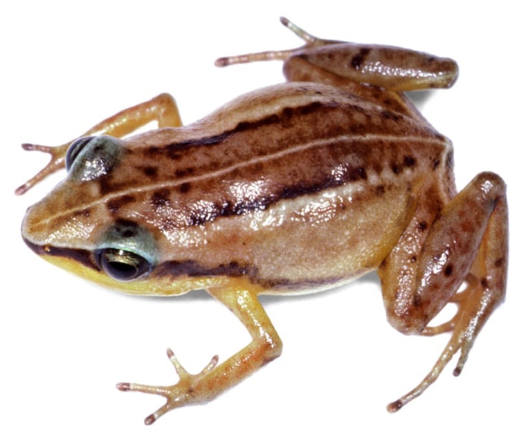 Lost frogs found in Haiti