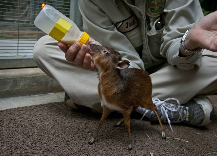 mouse deer diet
