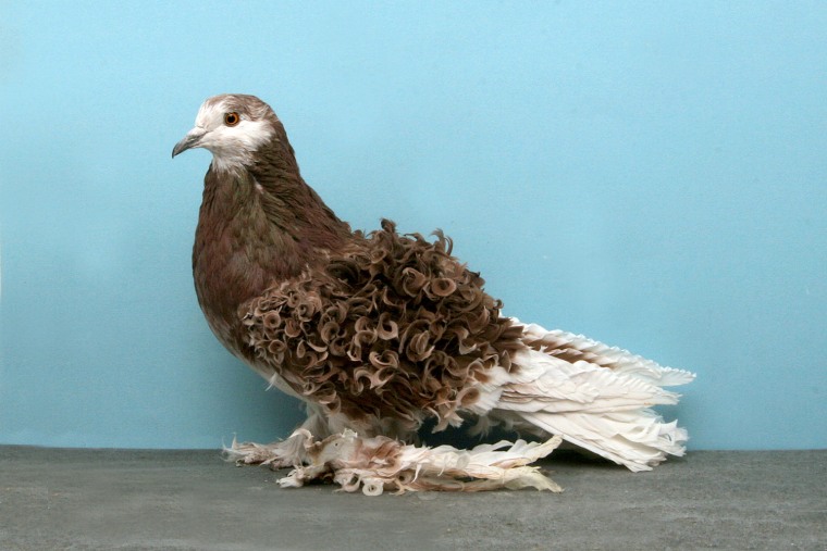 Grand National Pigeon Show champions