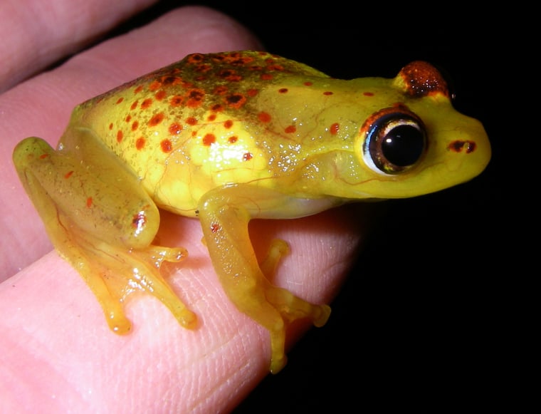 Treasure Island: New species in Madagascar