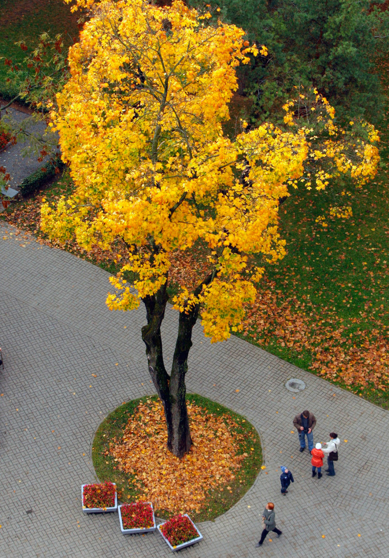 Celebrating fall