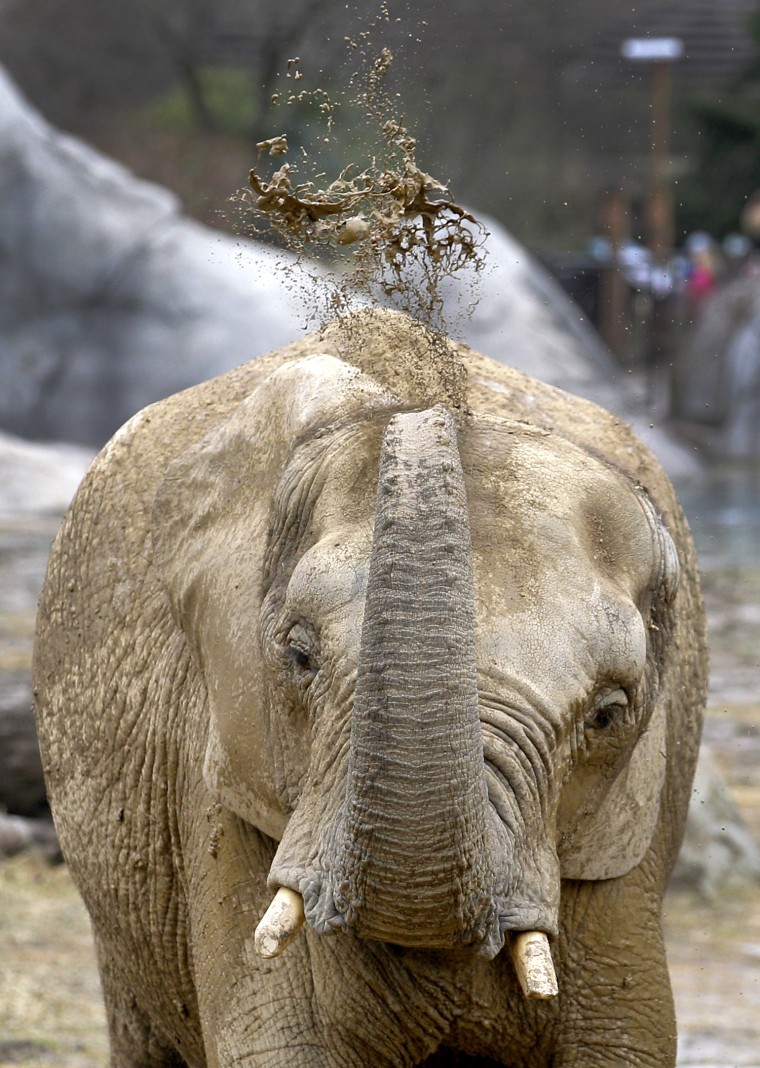 Animal Tracks: March 14-21