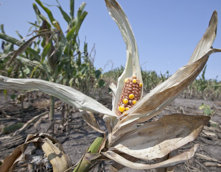 drought effects on corn
