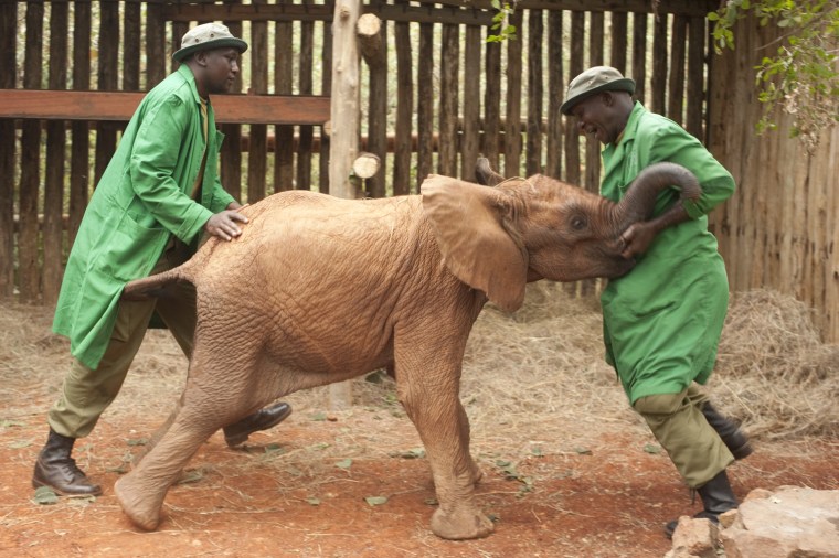 Elephant orphans thrive at Kenyan orphanage