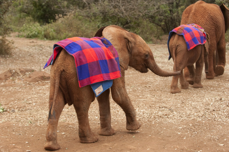 Elephant orphans thrive at Kenyan orphanage
