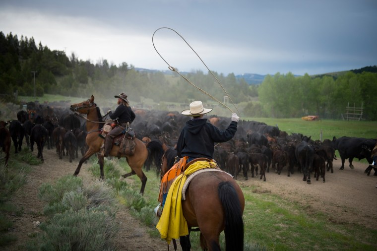These cowboys ride ‘in tune with nature’