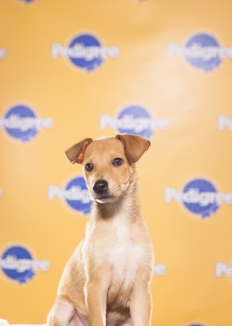Meet the 2013 Puppy Bowl lineup
