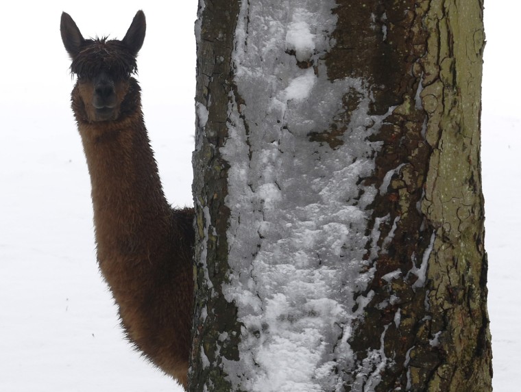 Animal Tracks: Feb. 6 - 13