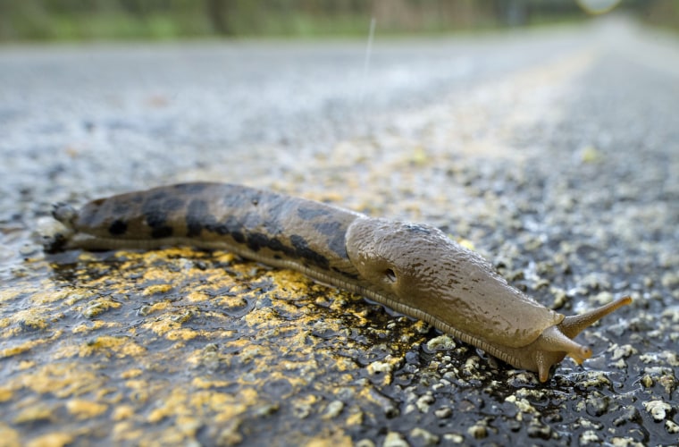 Animal Tracks: April 3 -10