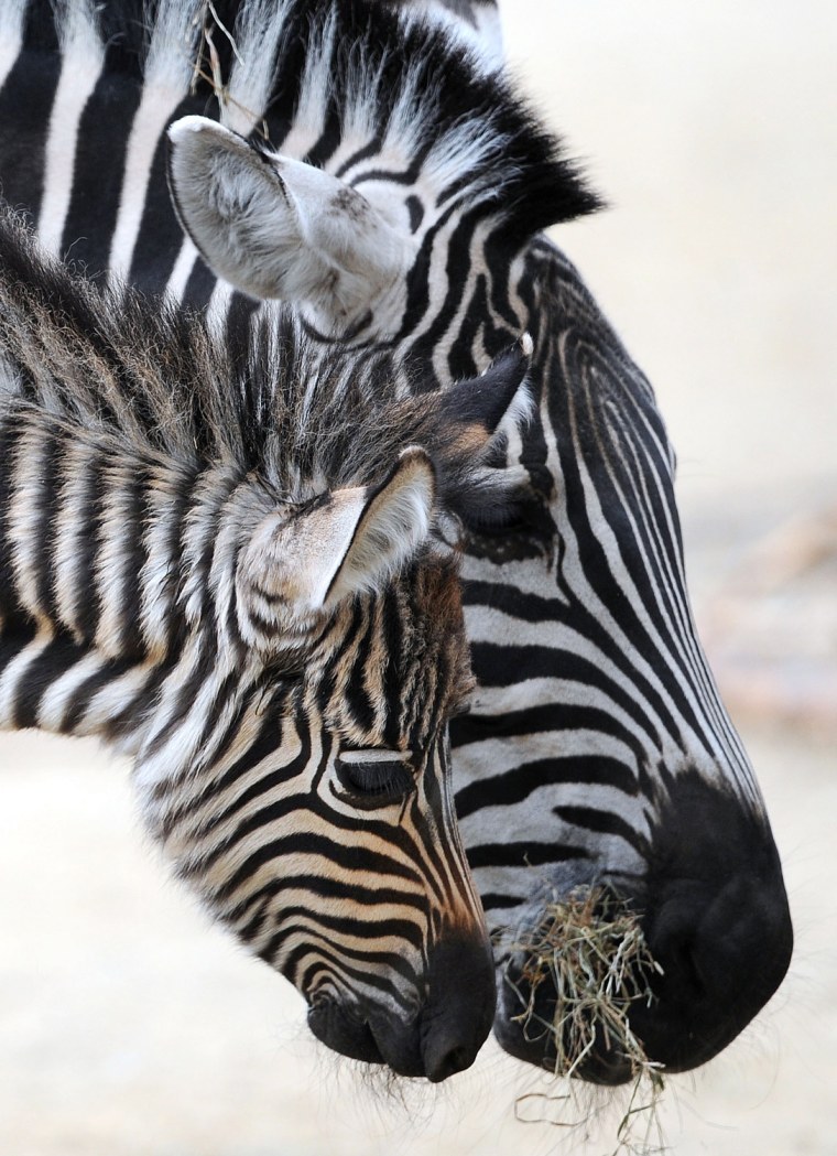 Animal Tracks: April 3 -10