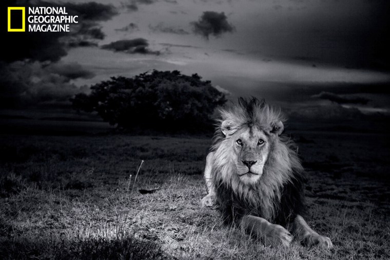Lions by night and day