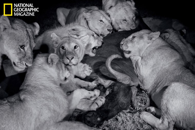 Lions by night and day