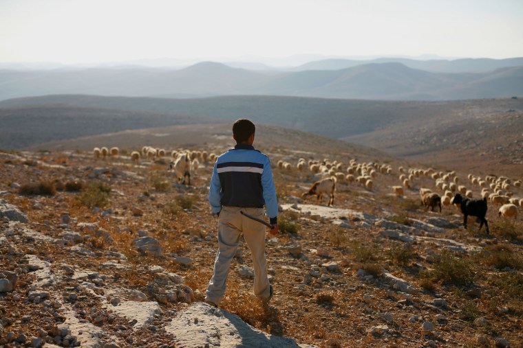 Palestinian shepherds' livelihood threatened by Israeli settlers