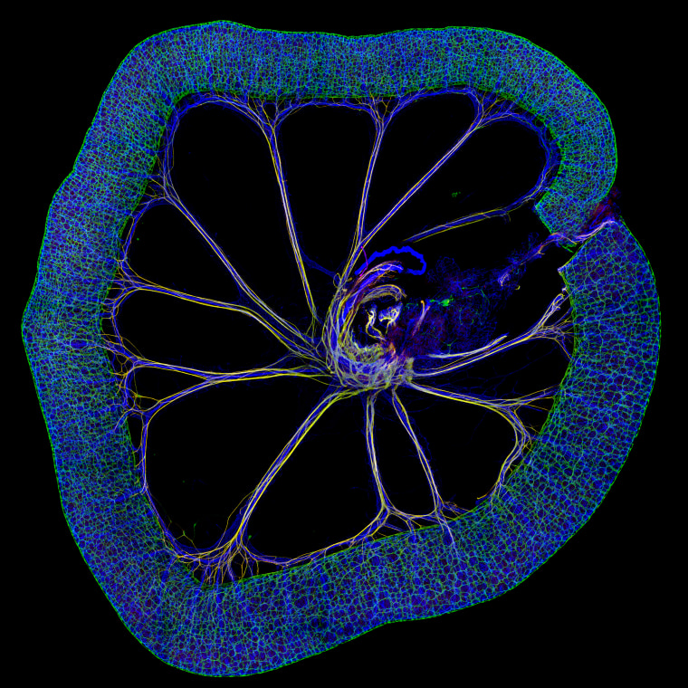 Olympus BioScapes 2014