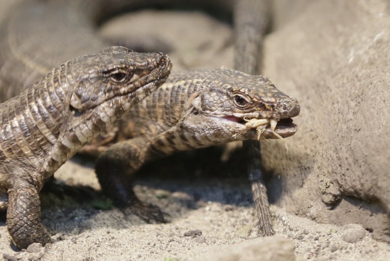 giant plated lizard predators