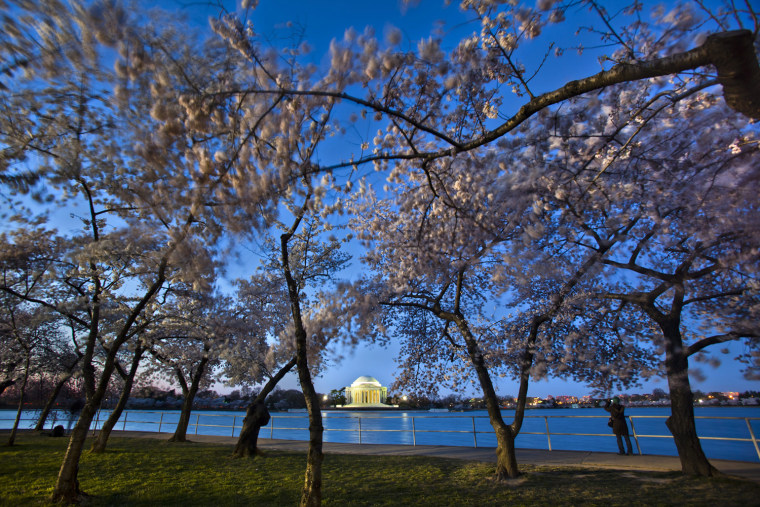 Springtime bliss