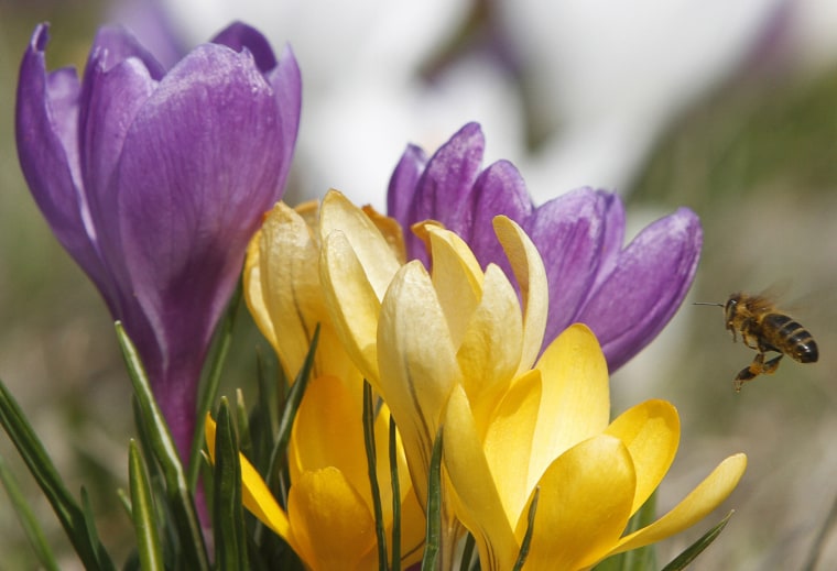 Springtime bliss