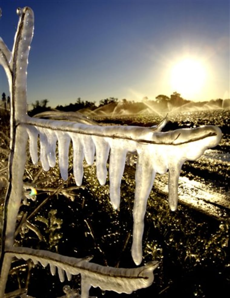 Snow flurries in Florida, but citrus crops spared