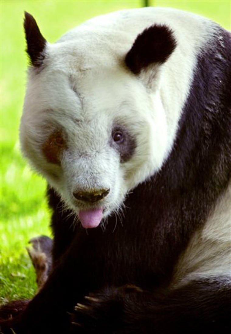 Ling Ling, Japan’s oldest giant panda, dies