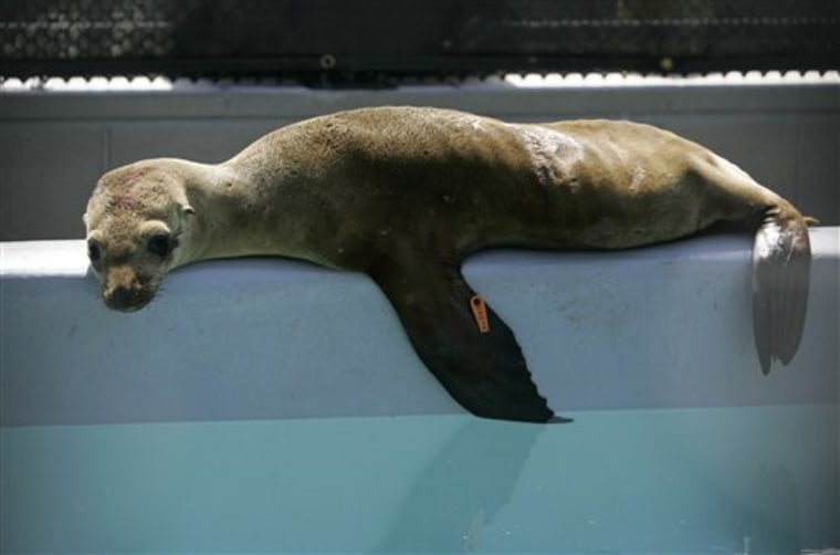 Sick sea mammals keep marine center busy