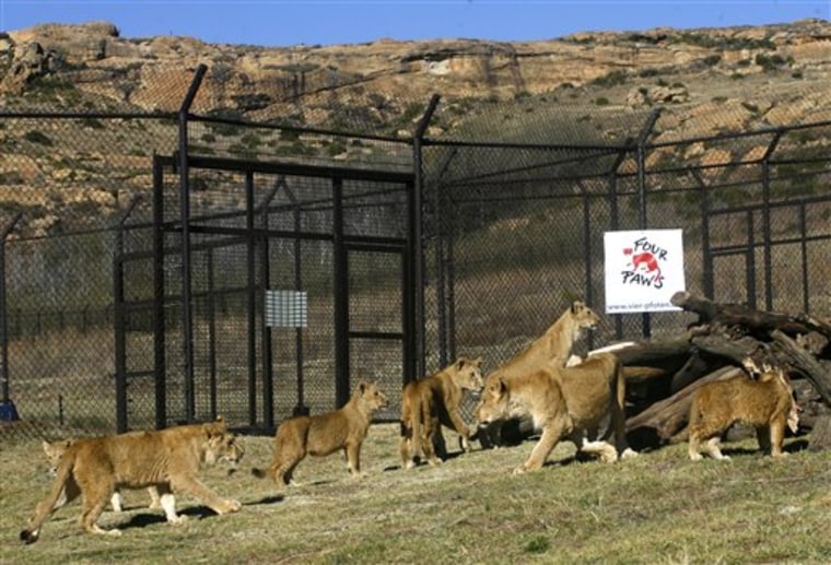 Rescued lions join African wildlife sanctuary