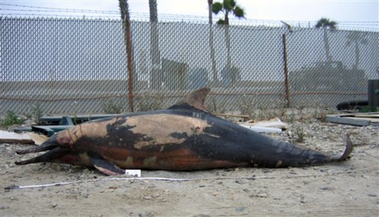 4 dolphins found shot dead in Southern Calif.