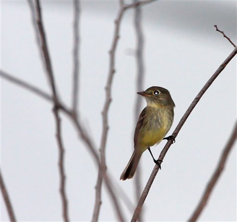 Rare 'dinky' bird migrates to U.S. for first time