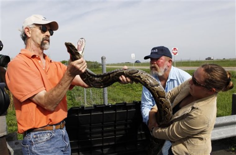 Python hunts? Florida eyes for Everglades