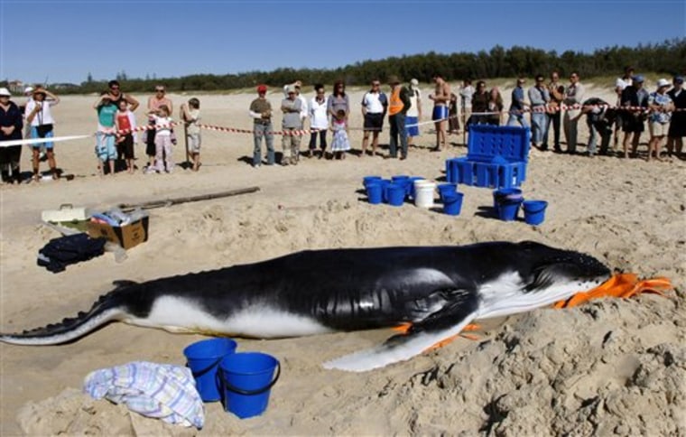 Stranded baby whale euthanized