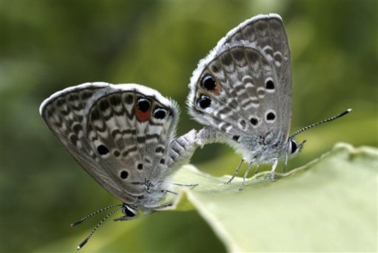 Threatened butterfly vanishes from Florida refuge