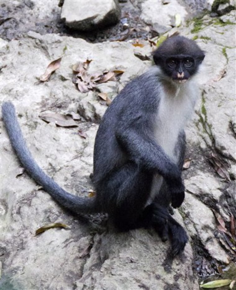 Monkey long believed extinct found in Indonesia