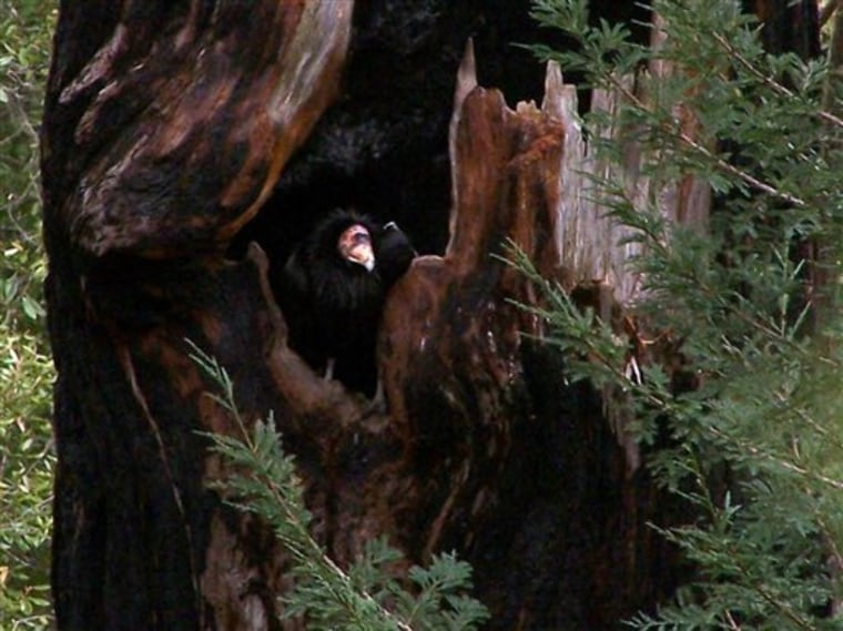 Rare condors seen nesting in Northern Calif.