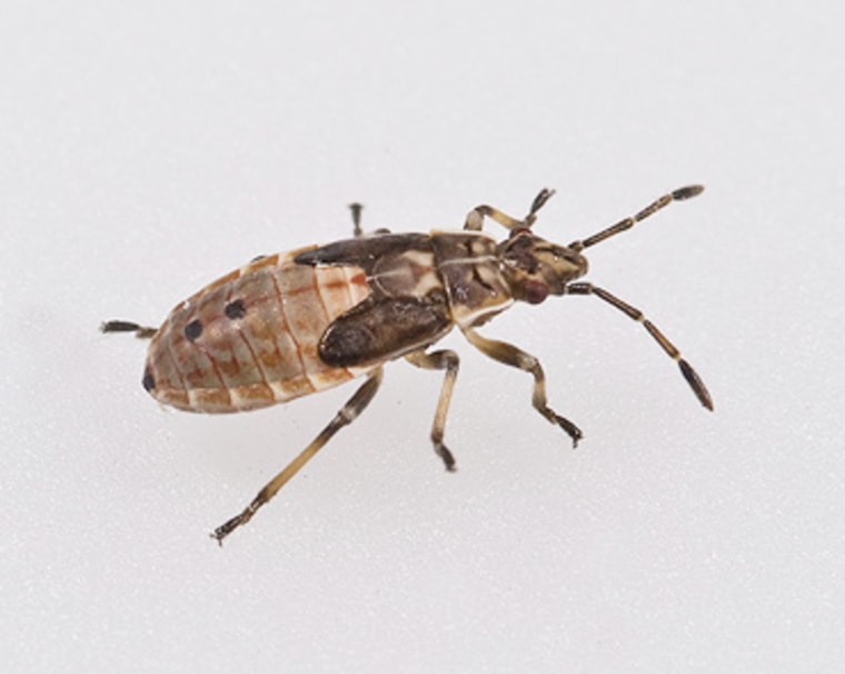 Mystery insect bugging experts at museum