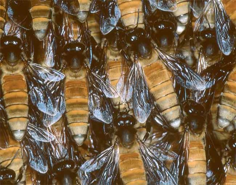 Bees do the wave to save their lives