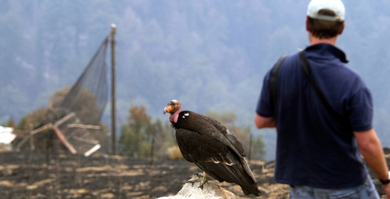 Calif. condors pass biggest survival test