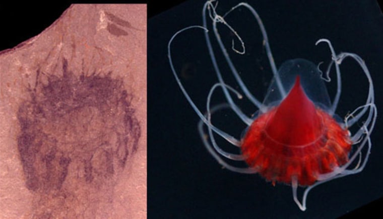 Rocks reveal oldest known jellyfish fossils