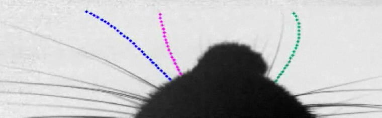 How whiskers help rats find their way