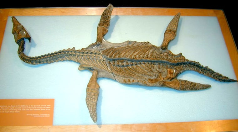 Oldest Aquatic Reptile In North America Found
