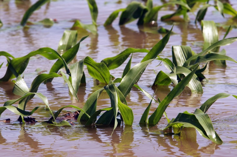 Corn hits record high from Midwest flooding