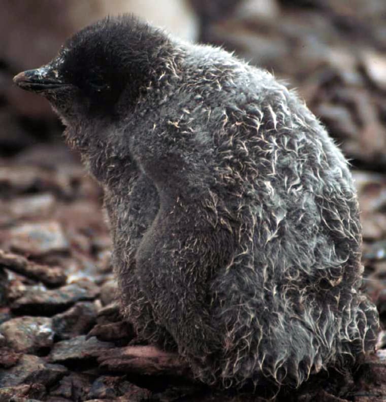 Canary in a tux? Penguin woes signal problems