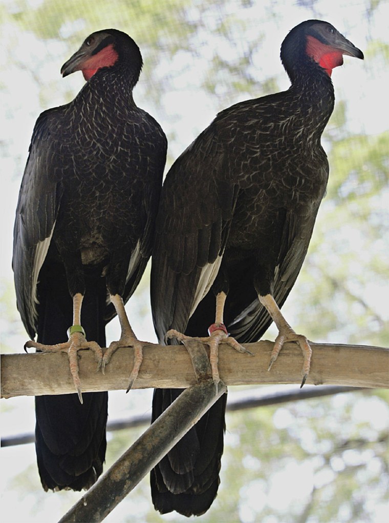 Rare Peruvian bird could face extinction again