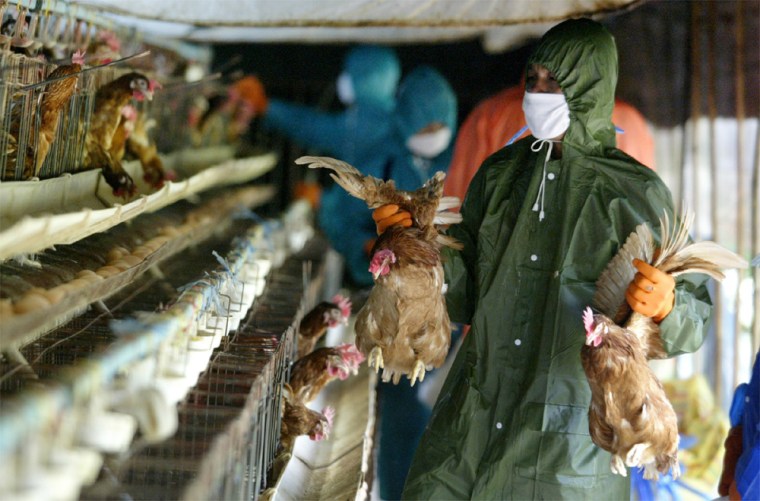 Death toll from bird flu rises to 22
