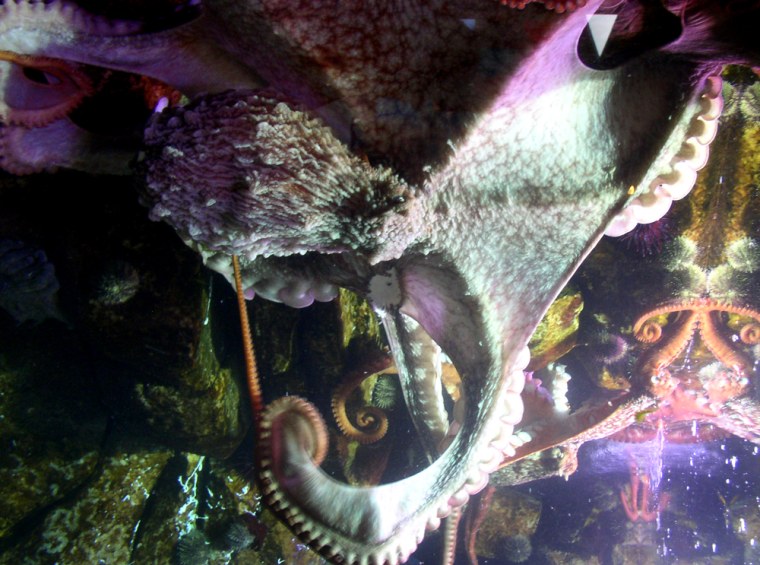 Aging octopus finds love at last