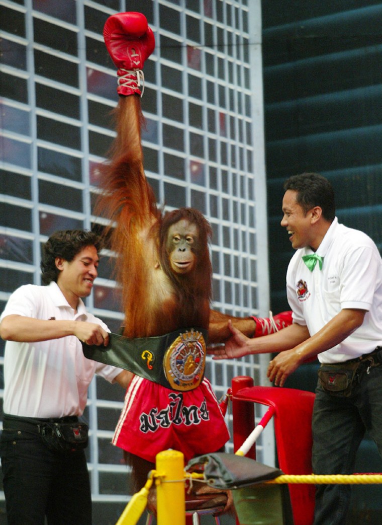 Animal park under fire for orangutan boxing