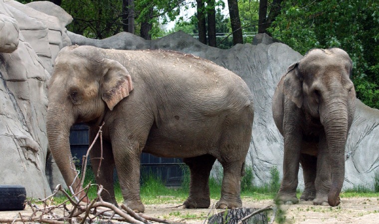 Detroit Zoo elephants retiring in California