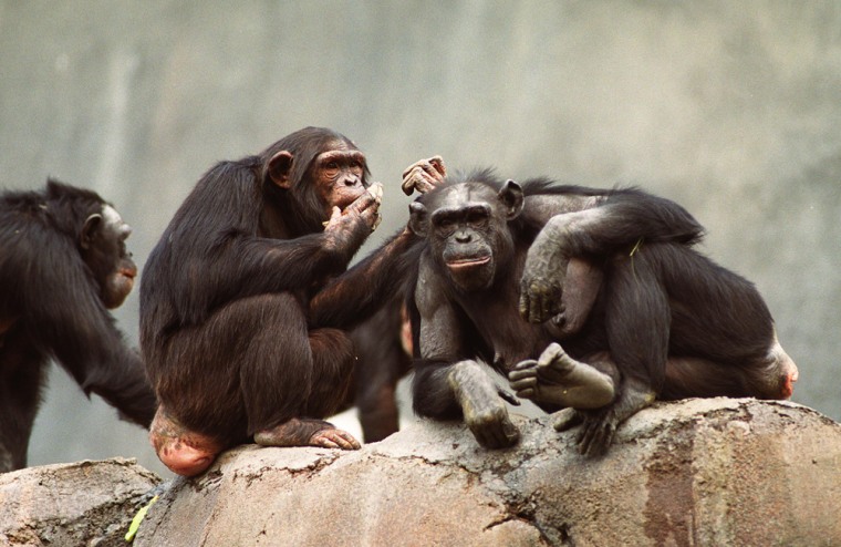 Chimp sense of fair play depends on players